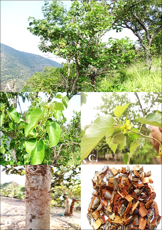 Pharmacognostical studies of Eriolaena lushingtonii Dunn. Leaf and Stem ...