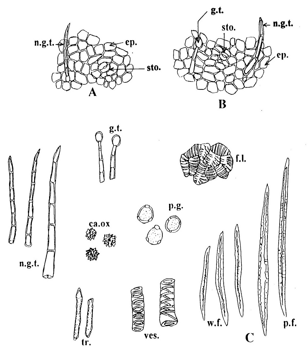 Simmondsia chinensis (Jojoba): A Comprehensive Pharmacognostic Study
