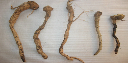 TLC and HPTLC Fingerprint Profiles of Different Bioactive Components ...