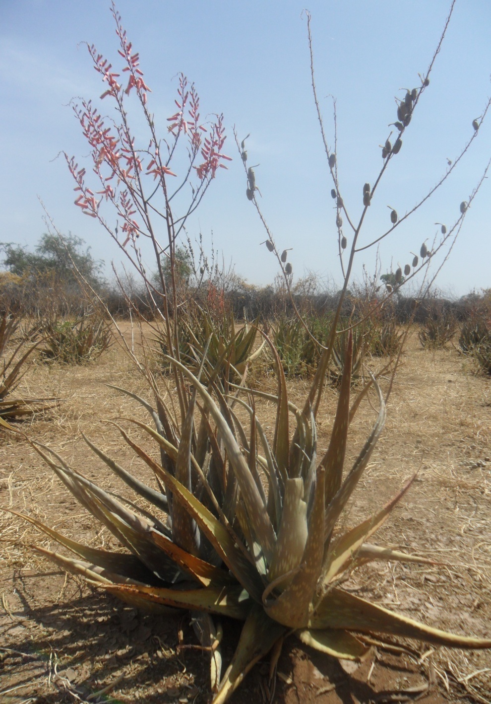 Phytochemistry and toxicity studies of aqueous and methanol extract of ...